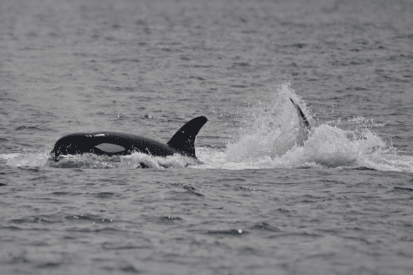 Itinerary Inspo: Seattle Waterfront Walking Tour | Seattle Premier ...