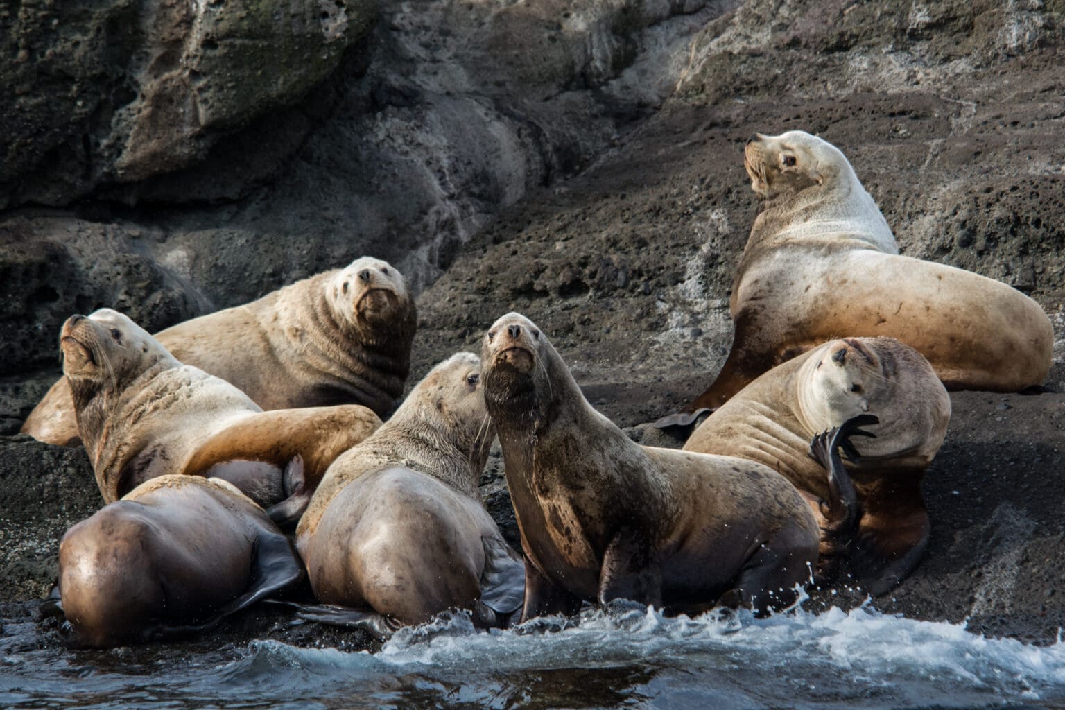 Exploring Seattle’s Wild Side: Amazing Animal Adventures | Seattle ...