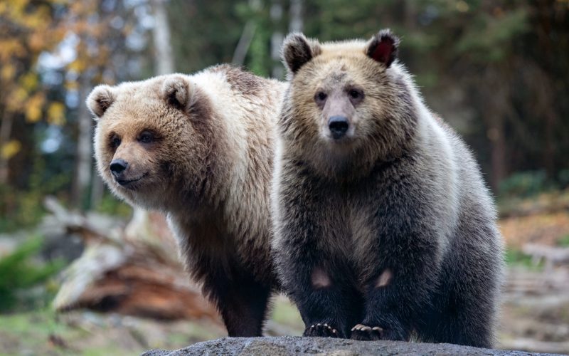 Animal Experiences | Seattle Premier Attractions